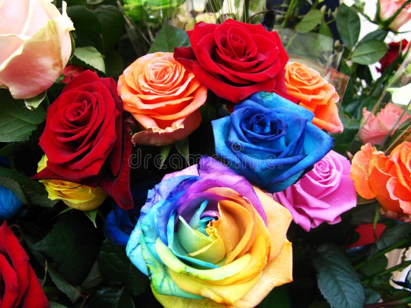 Unique rainbow roses stock image. Image of elegant, flowers - 5065111