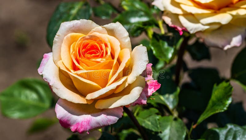 Colorful Roses Blooming in the Garden at Sunset Stock Illustration ...