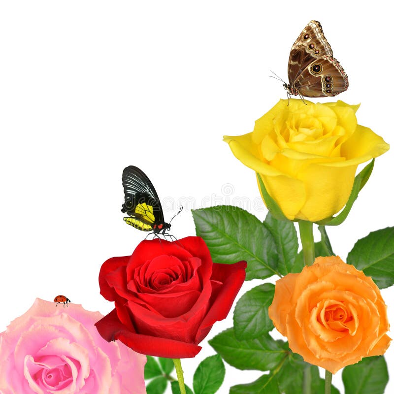 Red Rose with Butterfly and Ladybug Stock Photo - Image of botanical ...