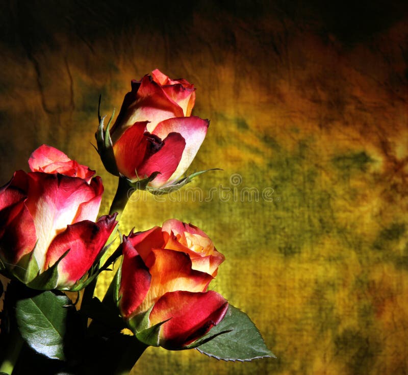 Colorful roses on dark stock photo. Image of copy, blossom - 18523858