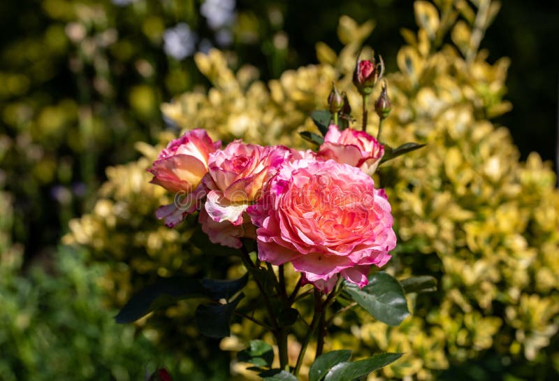 Colorful Roses Flowers on the Branch in the Garden. Stock Image - Image ...