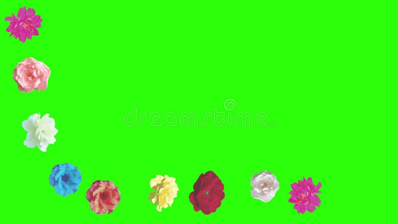 Colorful Roses Flowers Elements Animation Chroma Key, Graphic Source ...