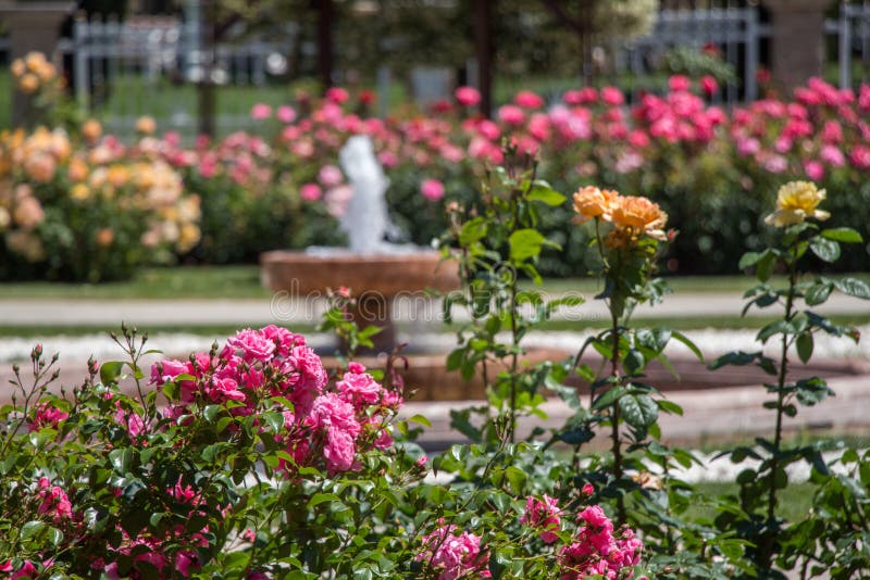 Colorful Roses in a Rose Garden Stock Photo - Image of garden, plant ...
