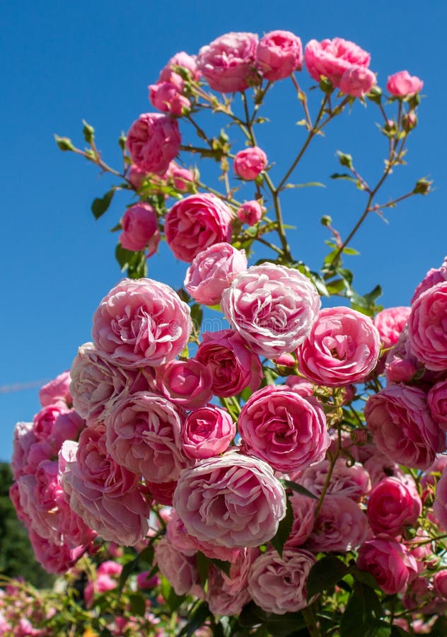 Colorful Roses in a Rose Garden Stock Photo - Image of color, plant ...