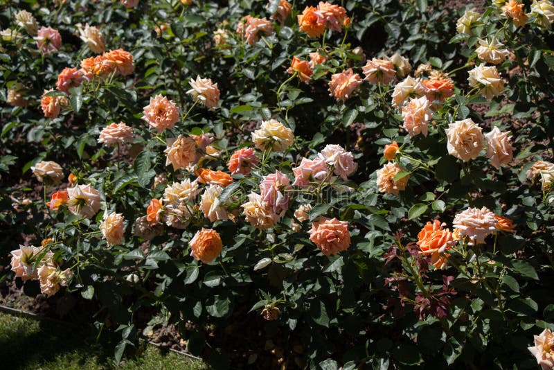 Colorful Roses in a Rose Garden Stock Image - Image of valentine ...
