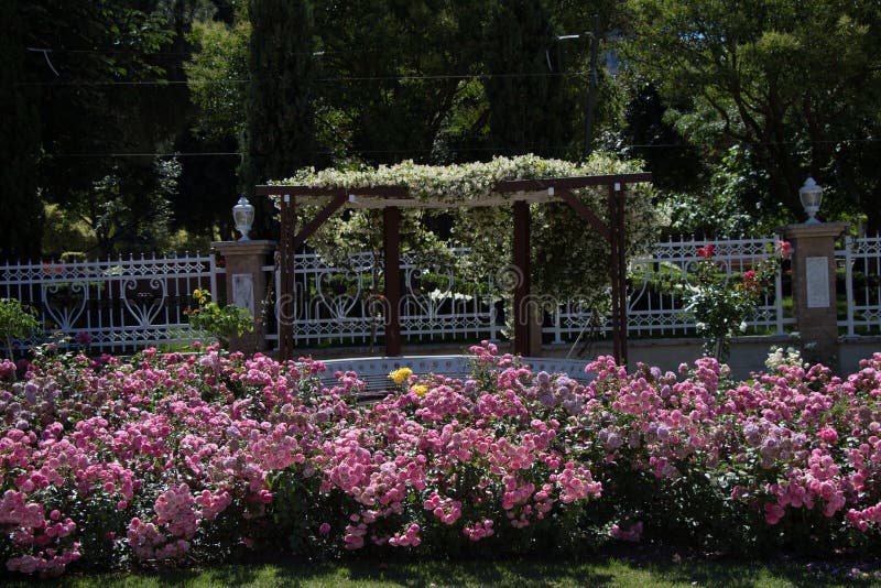 Colorful Roses in a Rose Garden Stock Image - Image of single, nature ...