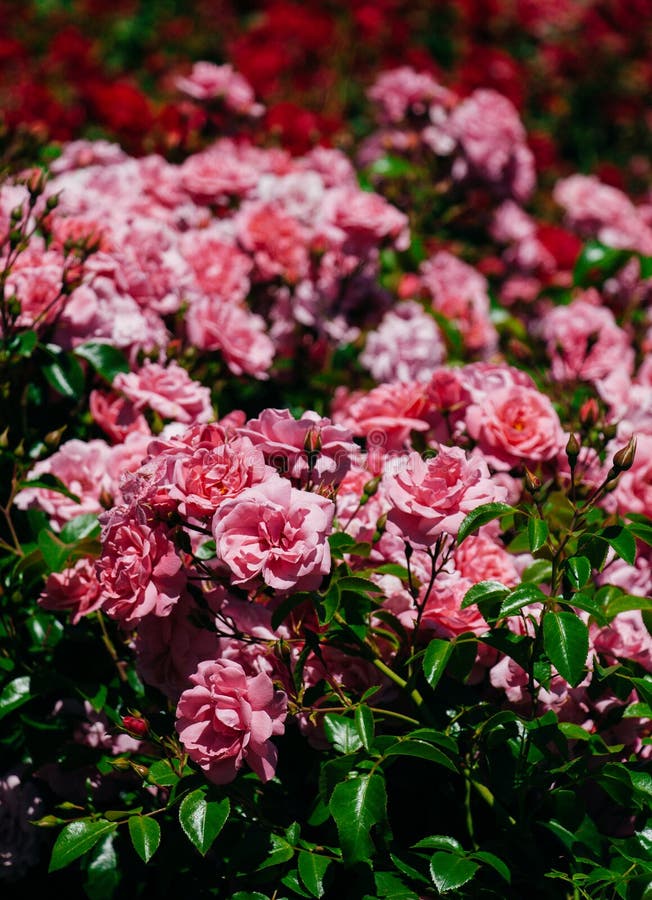 Colorful Roses in a Rose Garden Stock Photo - Image of floral, roses ...