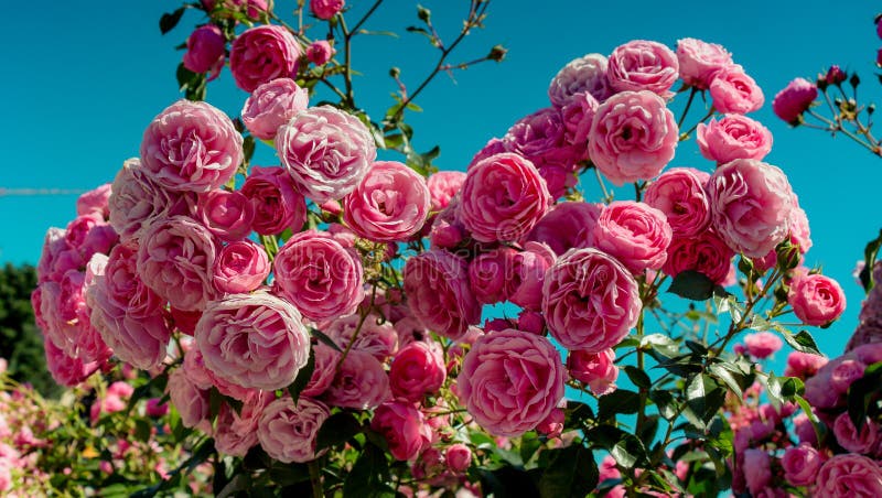 Colorful Roses in a Rose Garden Stock Image - Image of garden, love ...