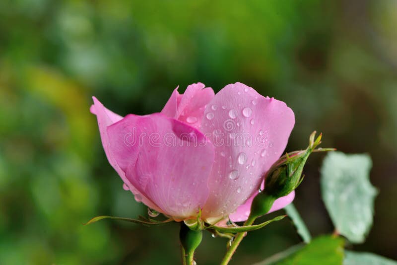 Colorful Roses . stock photo. Image of pica, natural - 183362258