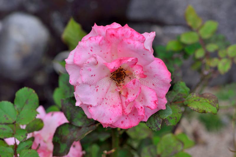 Colorful Roses stock photo. Image of lovely, brides - 212374150