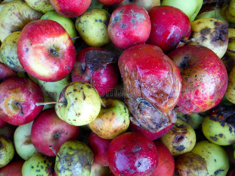 Rotten Disgusting Apple, Many Apple Stock Photo - Image of floral ...