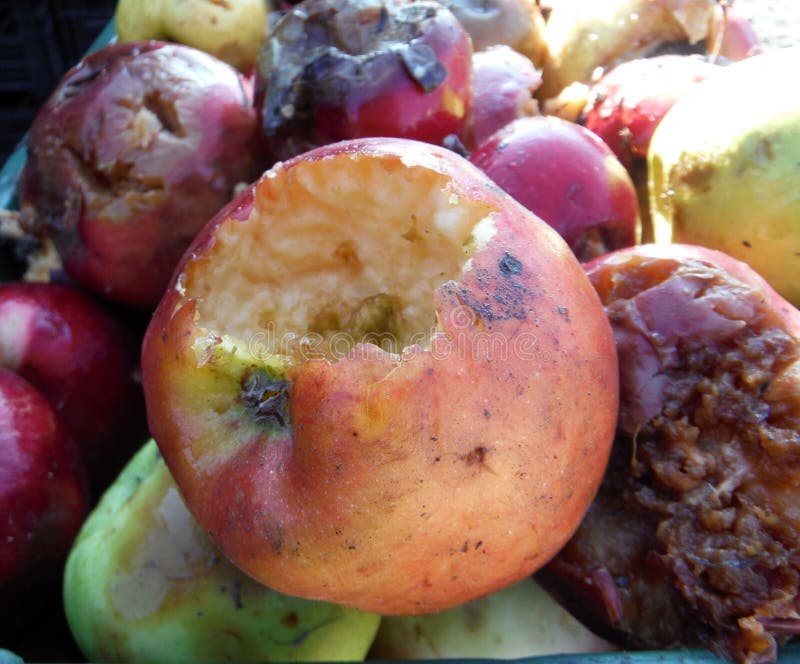 Colorful rotten apples stock photo. Image of disgusting - 104779386