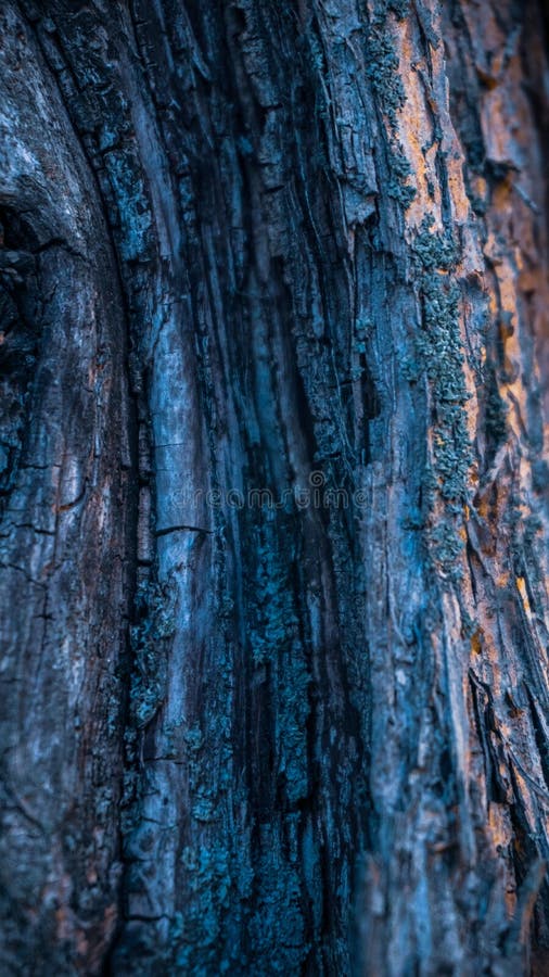 Colorful Rough Tree Texture Closeup Macro Stock Image - Image of ...