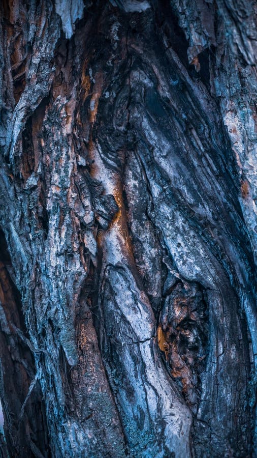 Colorful Rough Tree Texture Closeup Macro Stock Photo - Image of ...