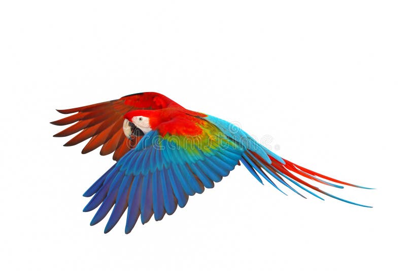 Colorful of Ruby Macaw Flying Isolated on White Background. Stock Photo ...