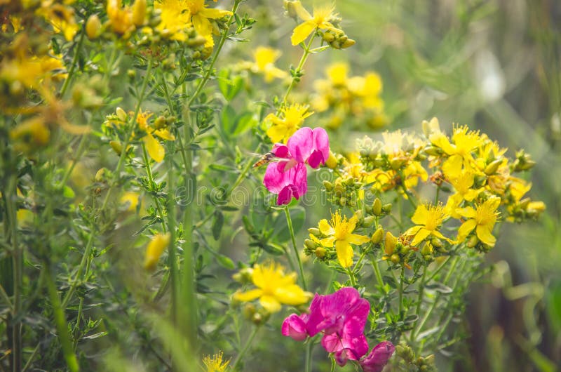 Colorful rural flowers stock image. Image of healthy - 141805603