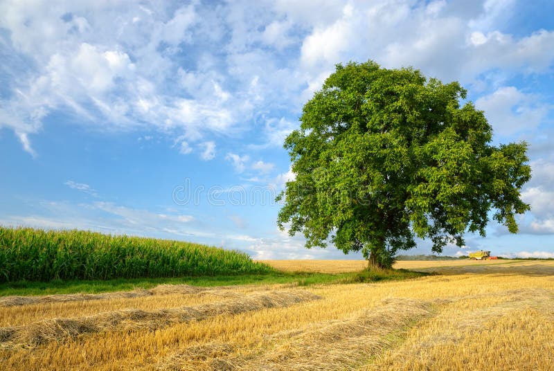 Single Tree on Top of a Green Hill Stock Photo - Image of plants ...
