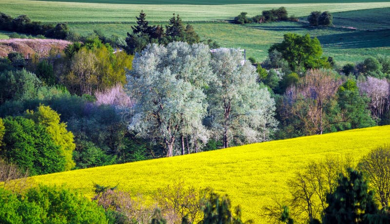 Colorful Rural Landscape with Yellow Bittercress Fields Stock Image ...
