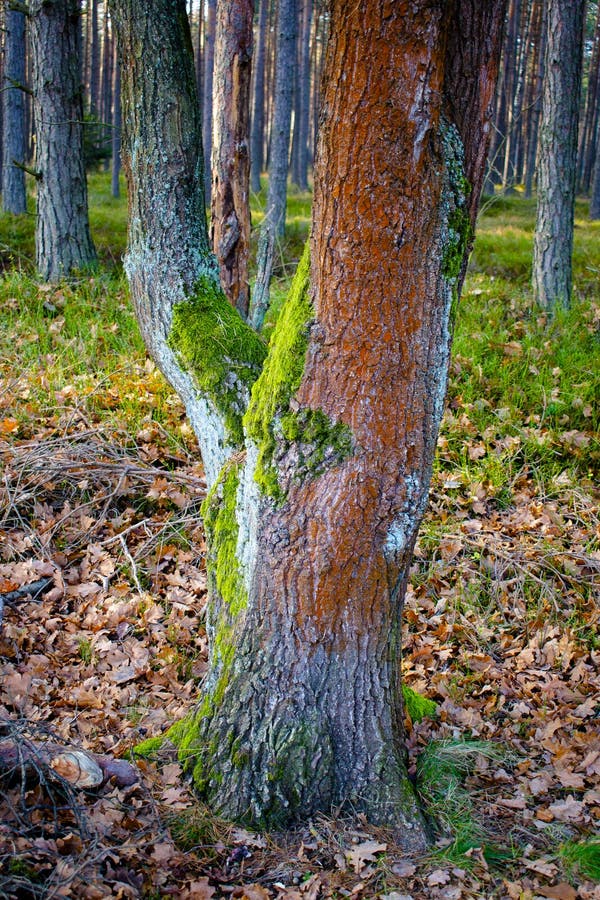 Fungus Pattern on the Tree in the Forest Stock Photo - Image of color ...