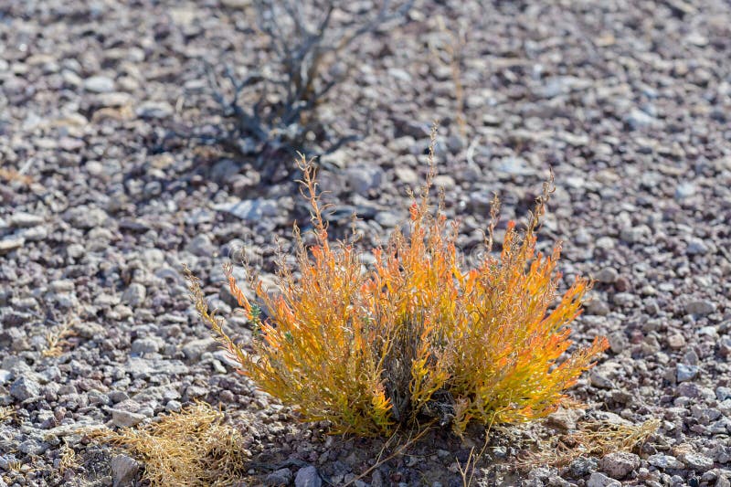 Colorful Sagebrush Grows in the Desert Stock Image - Image of pattern ...