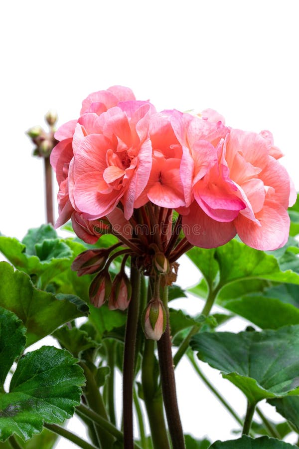 Colorful Salmon Geranium Flower Isolated on White Stock Image - Image ...