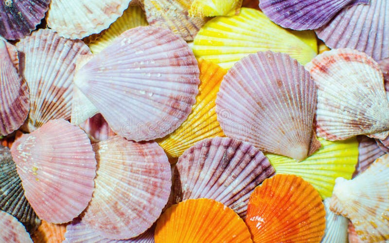 Colorful Scallop seashell stock image. Image of ornate - 38762189