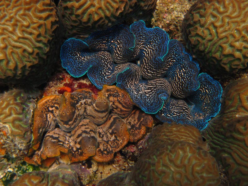 Colorful Scaly giant clam. stock photo. Image of tridacn - 35288942