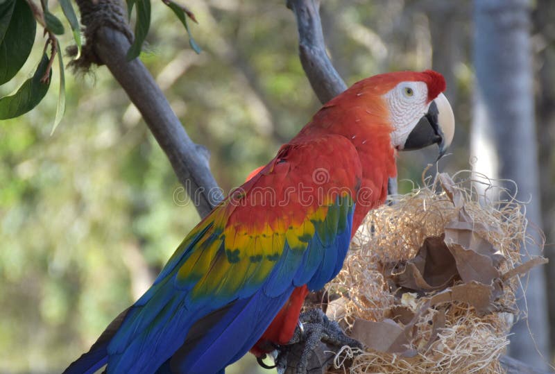 Colorful Scarlet Macaw Bird on a Tree Perch Stock Photo - Image of ...