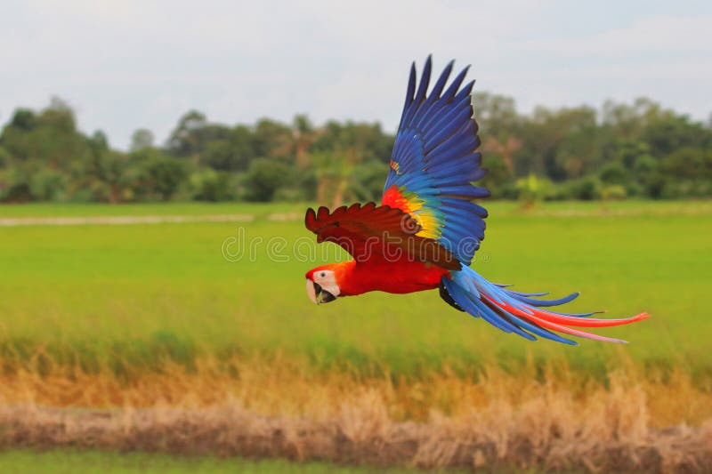 Colorful Scarlet Macaw Parrot Flying on the Rice Fields. Stock Photo ...