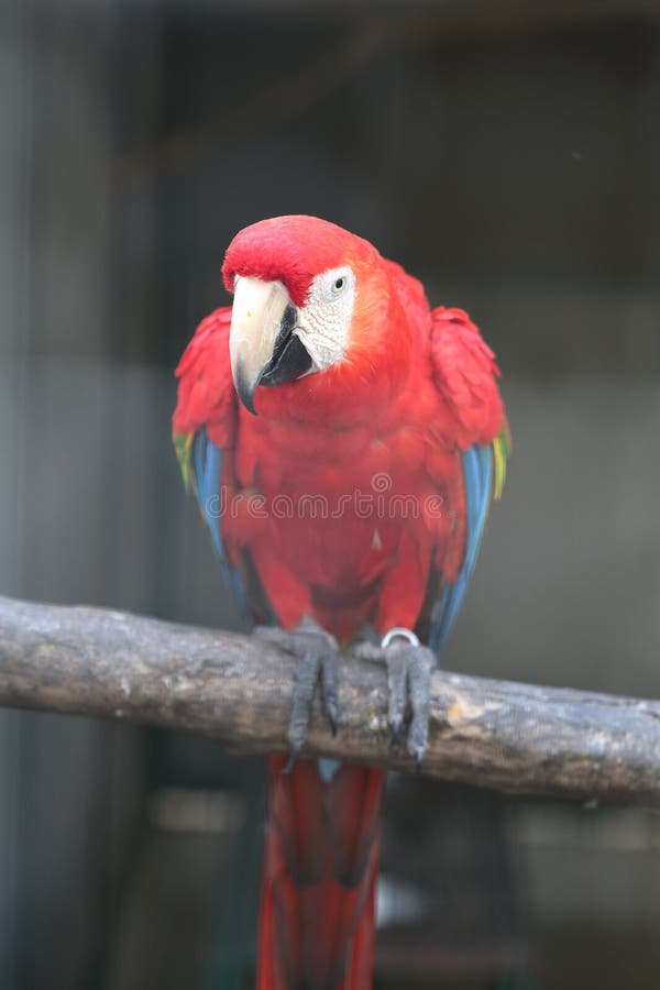Colorful Scarlet Macaw Perching Stock Image - Image of wing, parrot ...