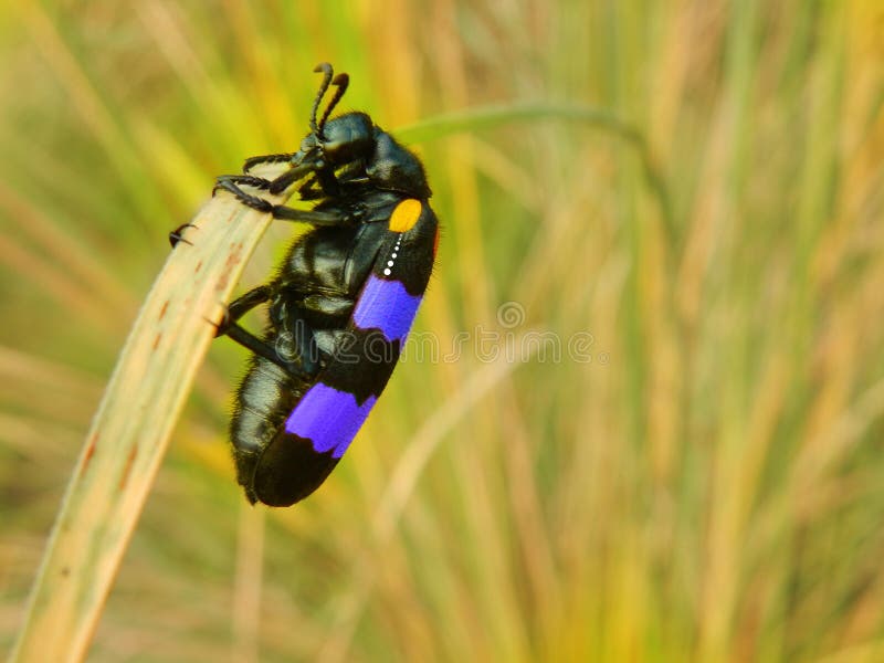 Colorful scary bugs stock photo. Image of yellow, insect - 274434126