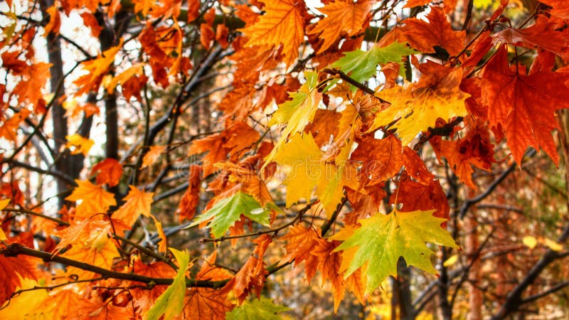 Colorful Scene of Nature in Fall Season Stock Photo - Image of colorful ...