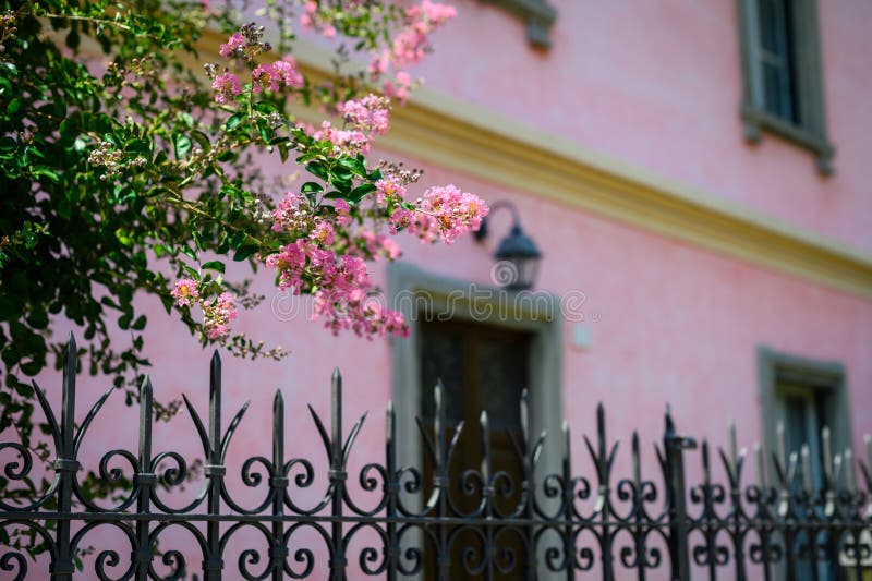 Colourful Scene with Pink Flowers Blooming Pink Wall and Ancient ...