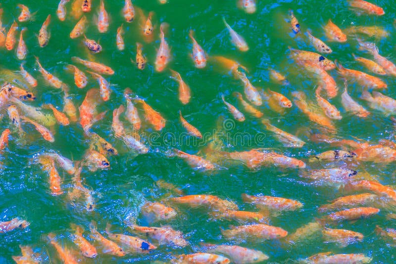 School of Red/orange Perch Red Tilapia Fish in the Fresh Water Pond ...