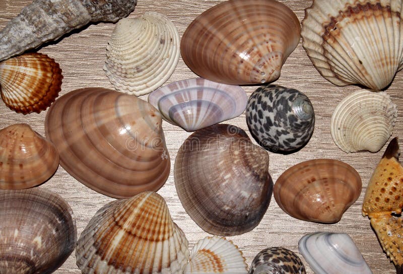 Colorful sea clams stock photo. Image of summer, abstract - 82207596