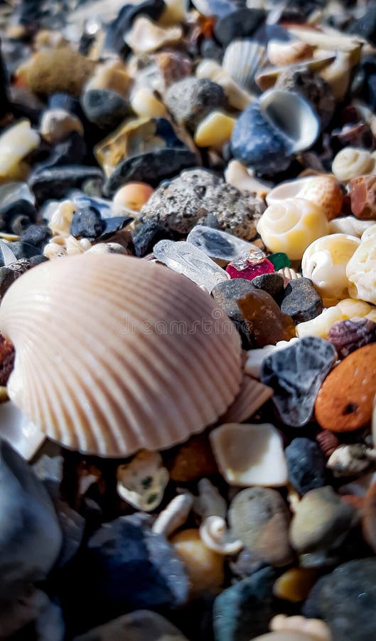 Colorful Sea Glass and Sea Shells Background Wallpaper Stock Image ...