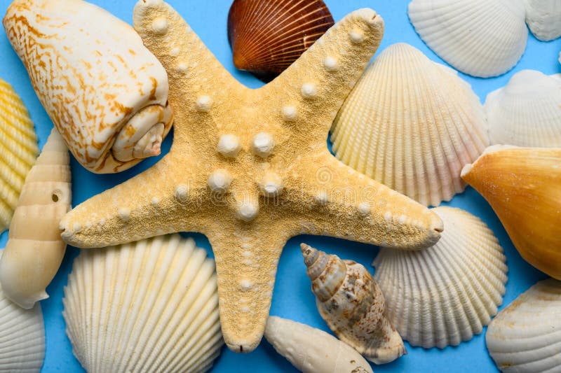 Colorful Sea Shell Background with a Starfish Stock Image - Image of ...