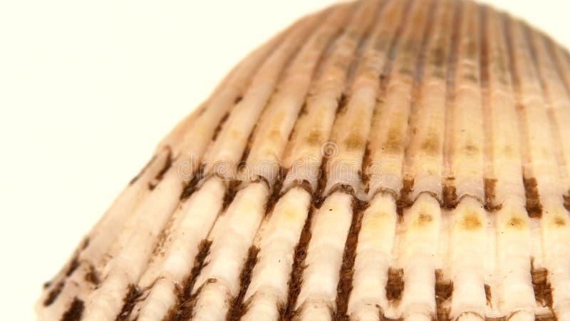 Colorful Sea Shell Isolated on a White, Close Up Stock Footage - Video ...