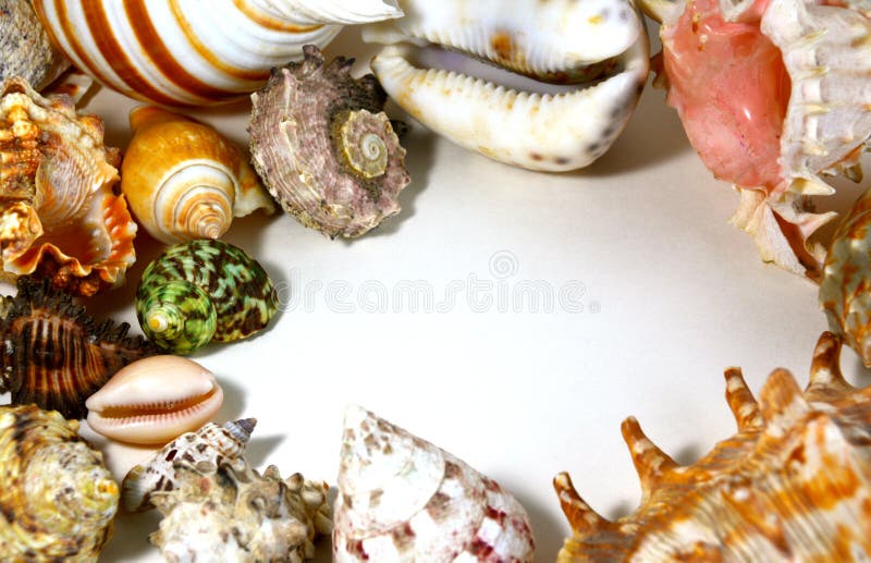 Multicolored sea shells stock photo. Image of pink, multicolored ...