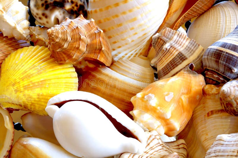 Colorful Sea Shells stock image. Image of decor, orange - 6557717 Colorful Sea Shells stock image. Image of decor, orange - 6557717