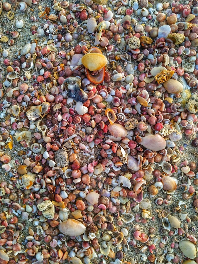 Colorful Sea Shells on Beach Stock Photo - Image of produce, pattern ...