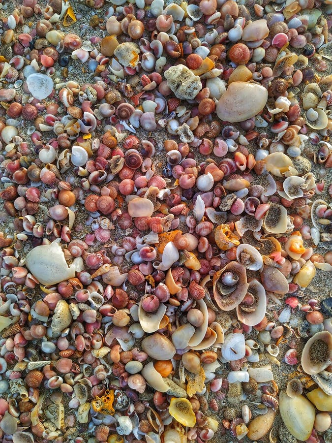 Colorful Sea Shells On Beach Stock Image - Image of beach, western ...