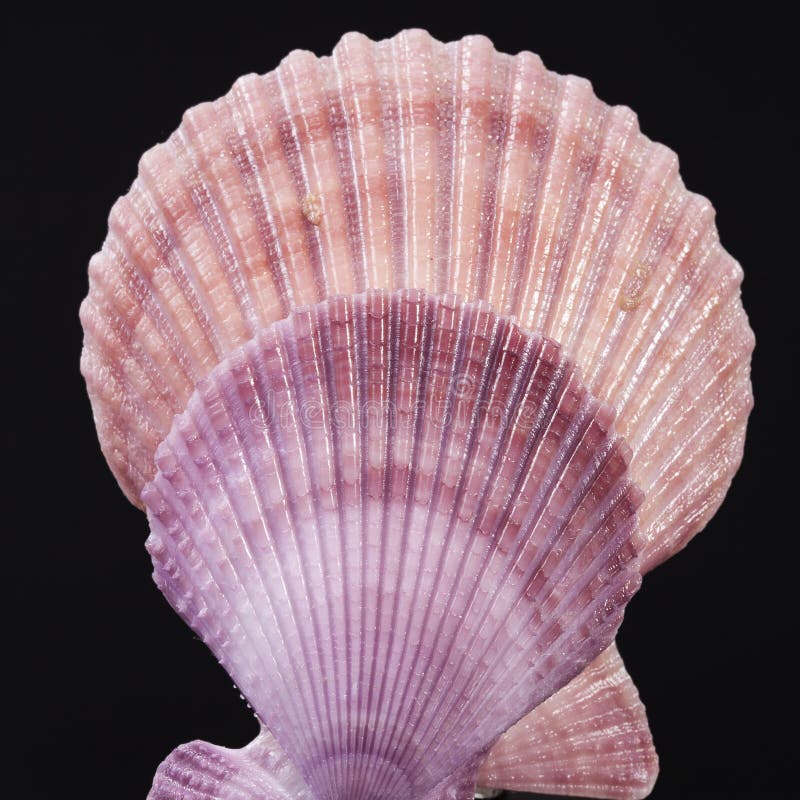 Molluscs Sea Shells Isolated Black Background Stock Photos - Free ...