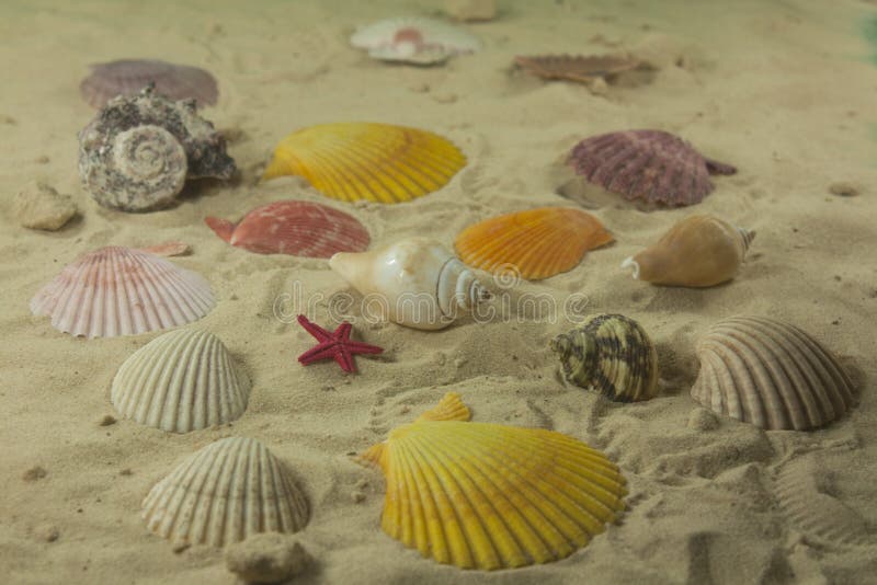 Colorful sea shells stock image. Image of sand, areia - 45071345