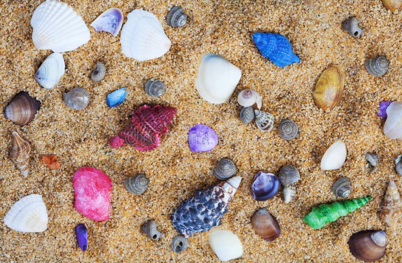 Colorful Sea Shells on a Sand Bed Stock Image - Image of multicolor ...