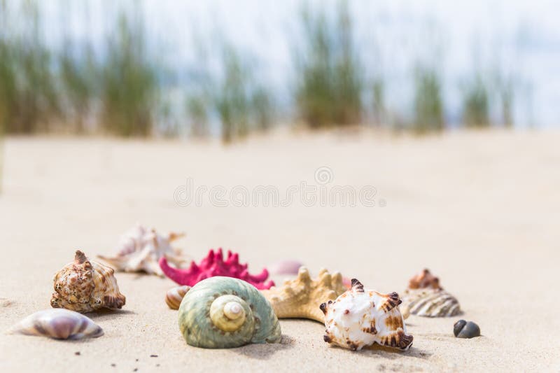 Colorful Sea Shells Sandy Beach Stock Image - Image of space, beach ...