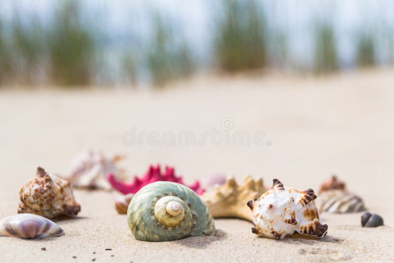 Colorful Sea Shells Sandy Beach Stock Image - Image of star, shore ...