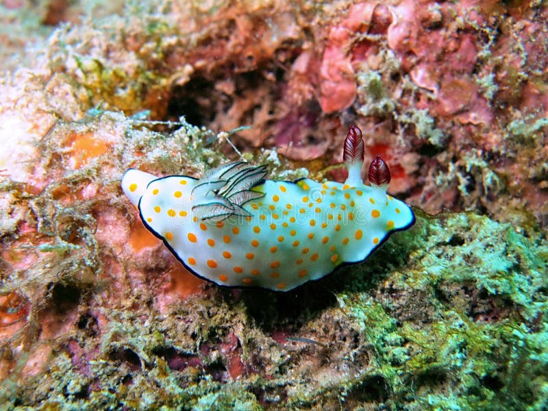 Colorful sea slug stock photo. Image of mollusk, spot - 4639494