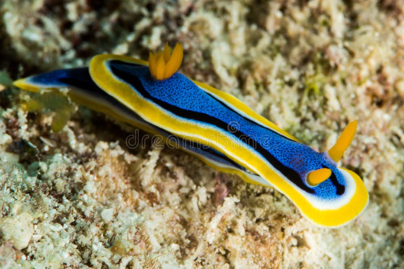Colorful sea slug stock photo. Image of life, beautyful - 34813828