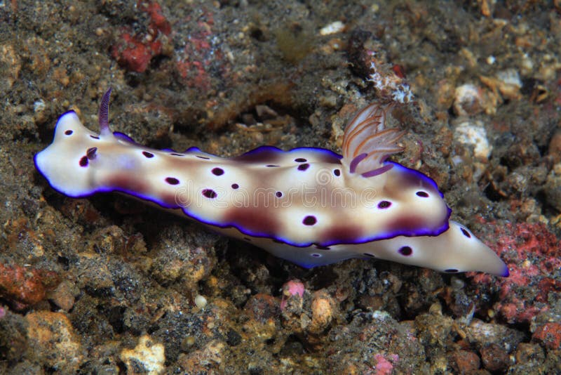 Colorful sea slug stock photo. Image of life, beautyful - 34813828